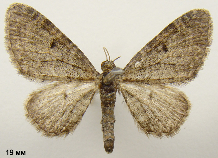 Eupithecia subfuscata